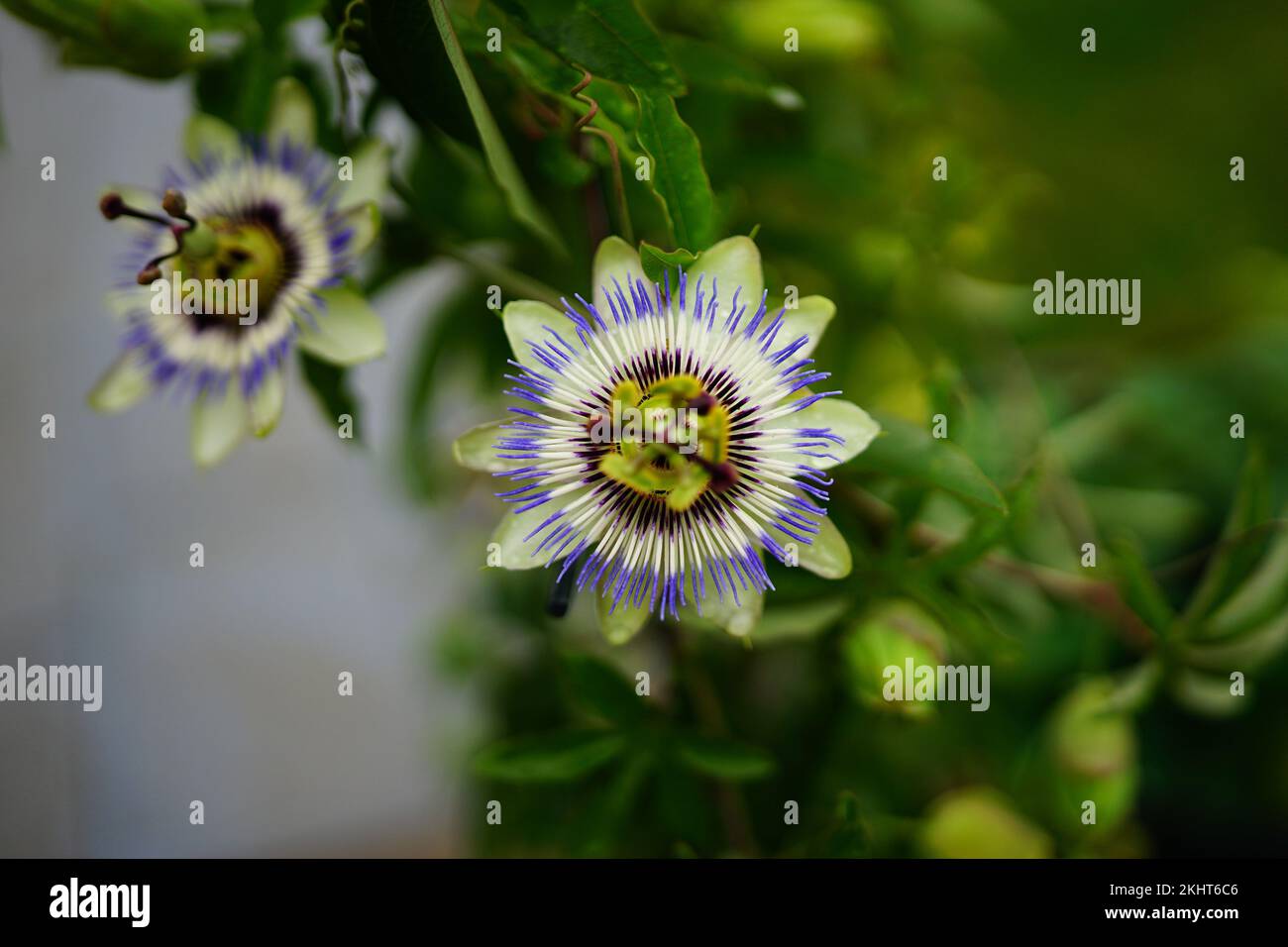 A selective focus of a Blue Passion flower (Passiflora caerulea) on a ...
