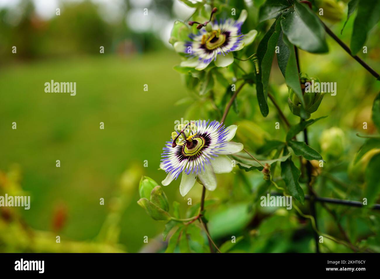 A selective focus of a Blue Passion flower (Passiflora caerulea) on a ...