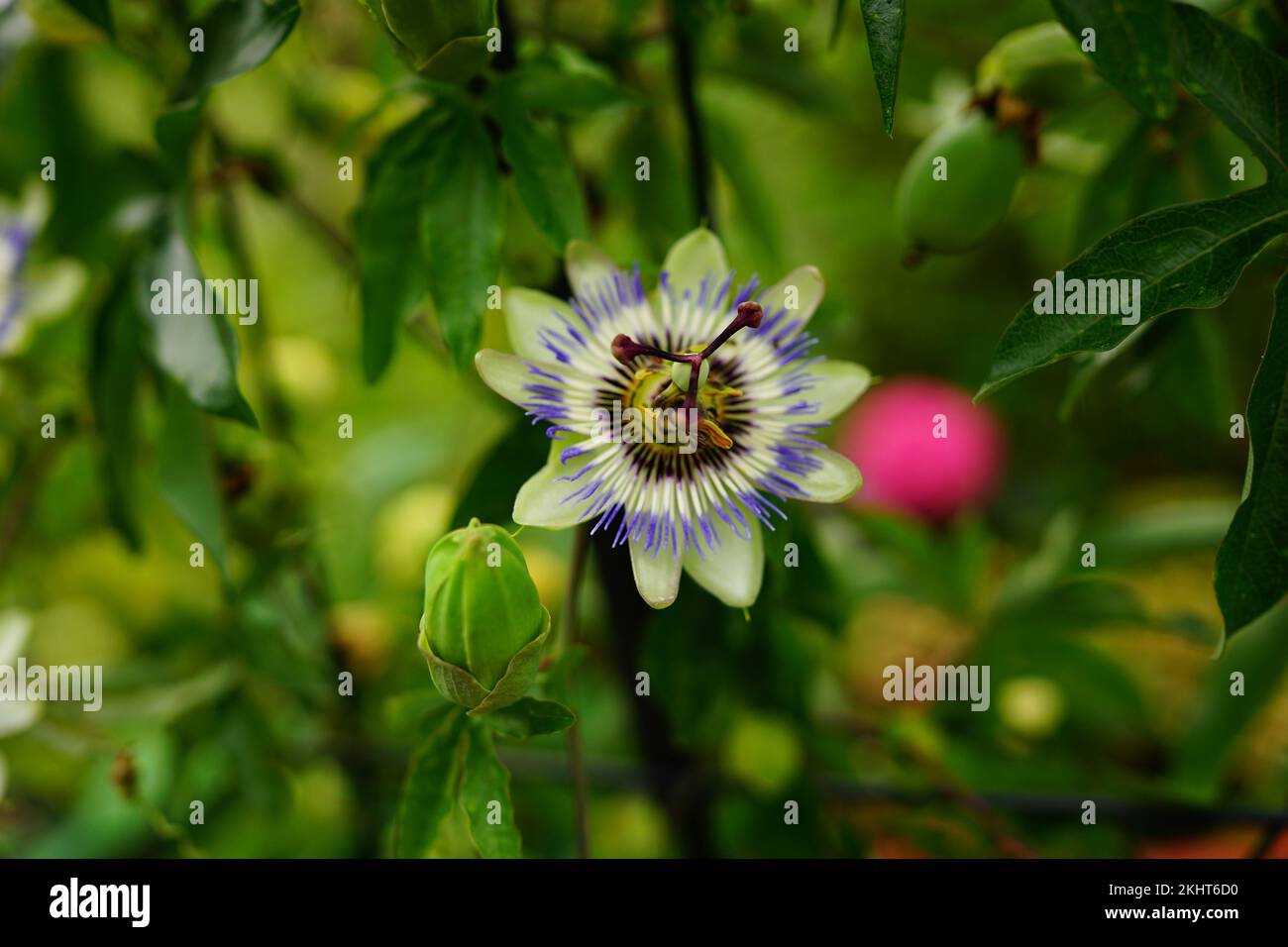A close-up of a Blue Passion flower (Passiflora caerulea) on a tree ...