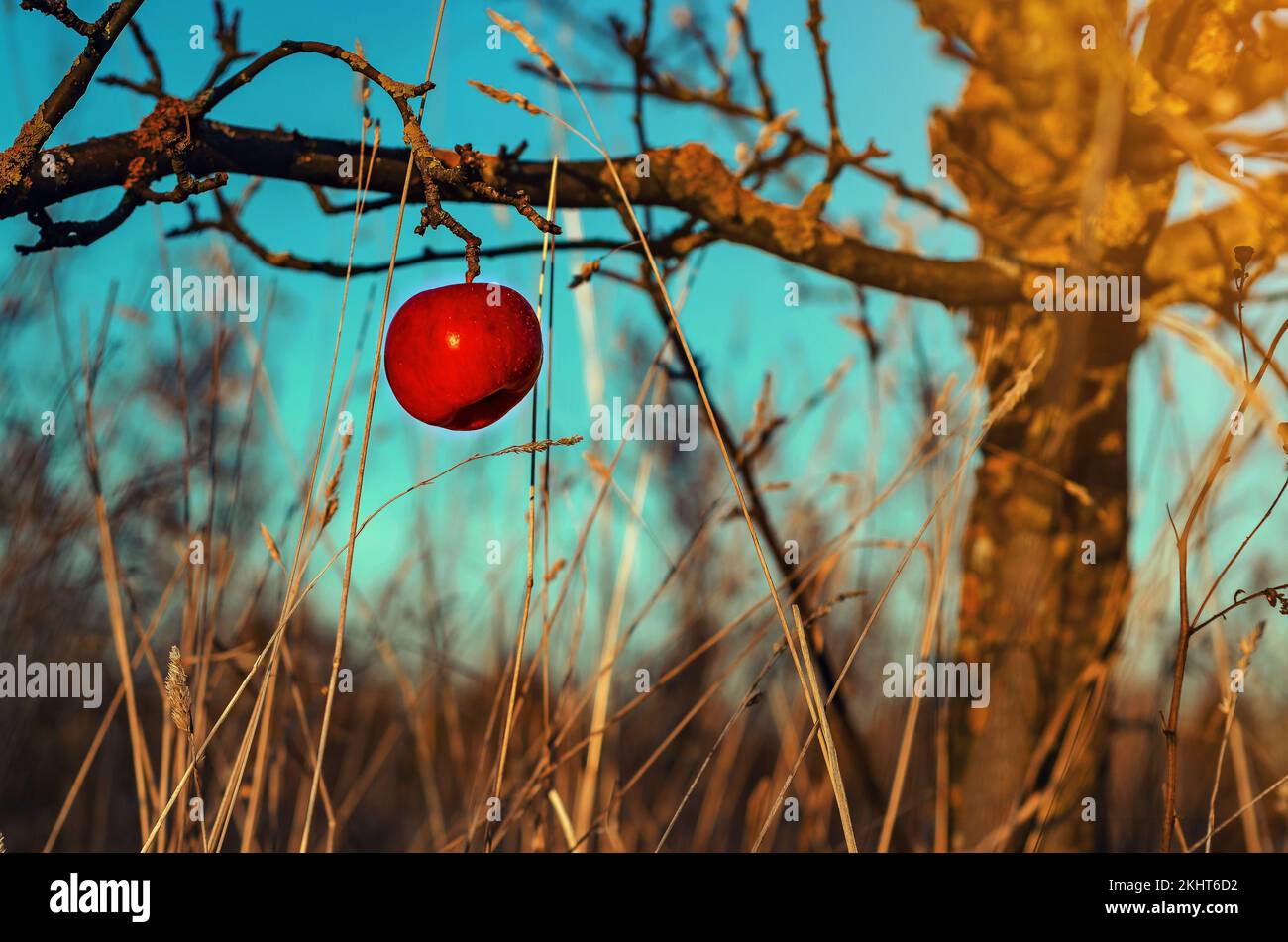 Red apple on a branch of an apple tree, autumn apple varieties, fruit harvest. Autumn photo ...