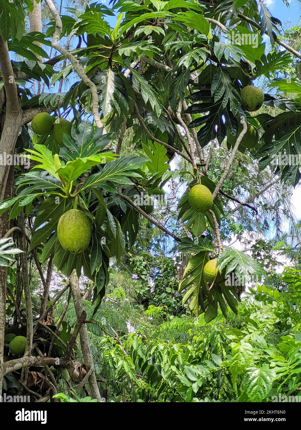 huge tropical fruits on a green tree in the dominican republic Stock ...
