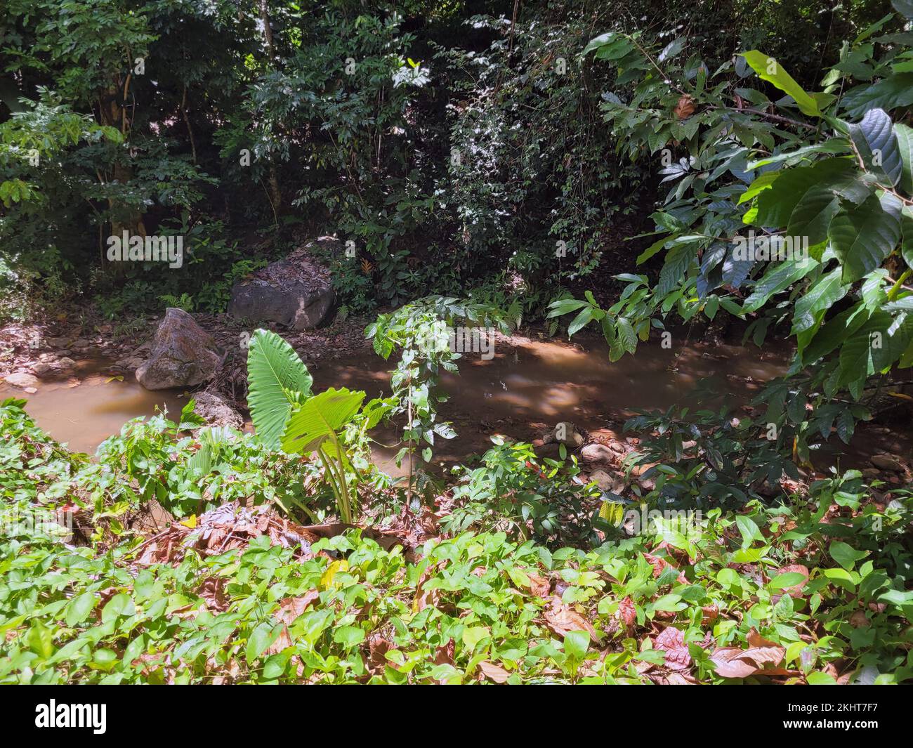 exotic tropical landscape on the peninsula of samana in the dominican ...