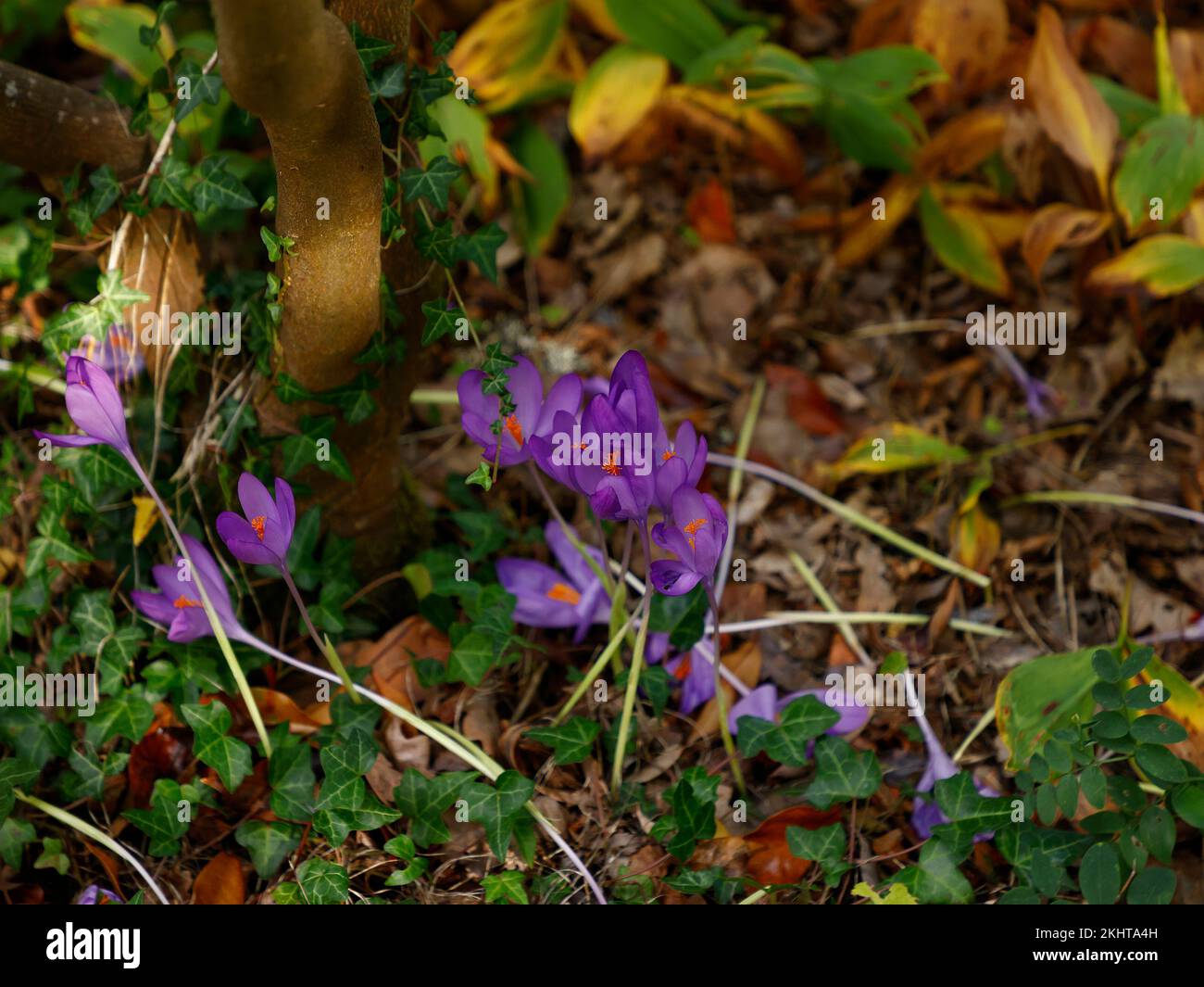 Close up of the blue purple flowering autumn bulb Crocus speciosus ...