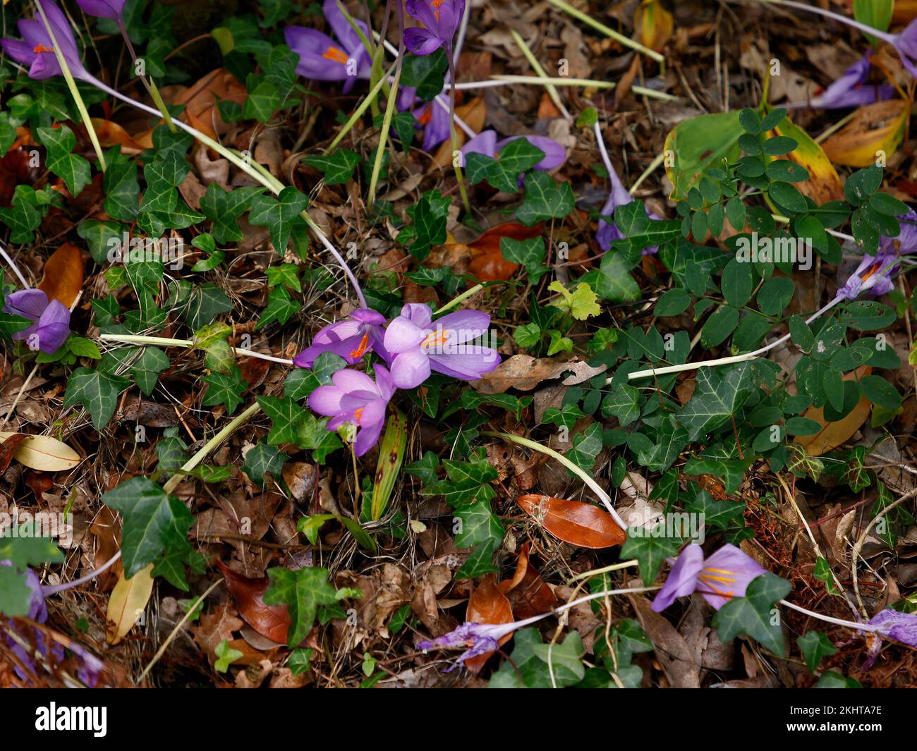 Dwarf deciduous perennial flower hi-res stock photography and images ...
