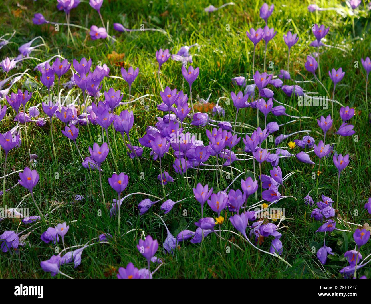 Dwarf deciduous perennial flower hi-res stock photography and images ...