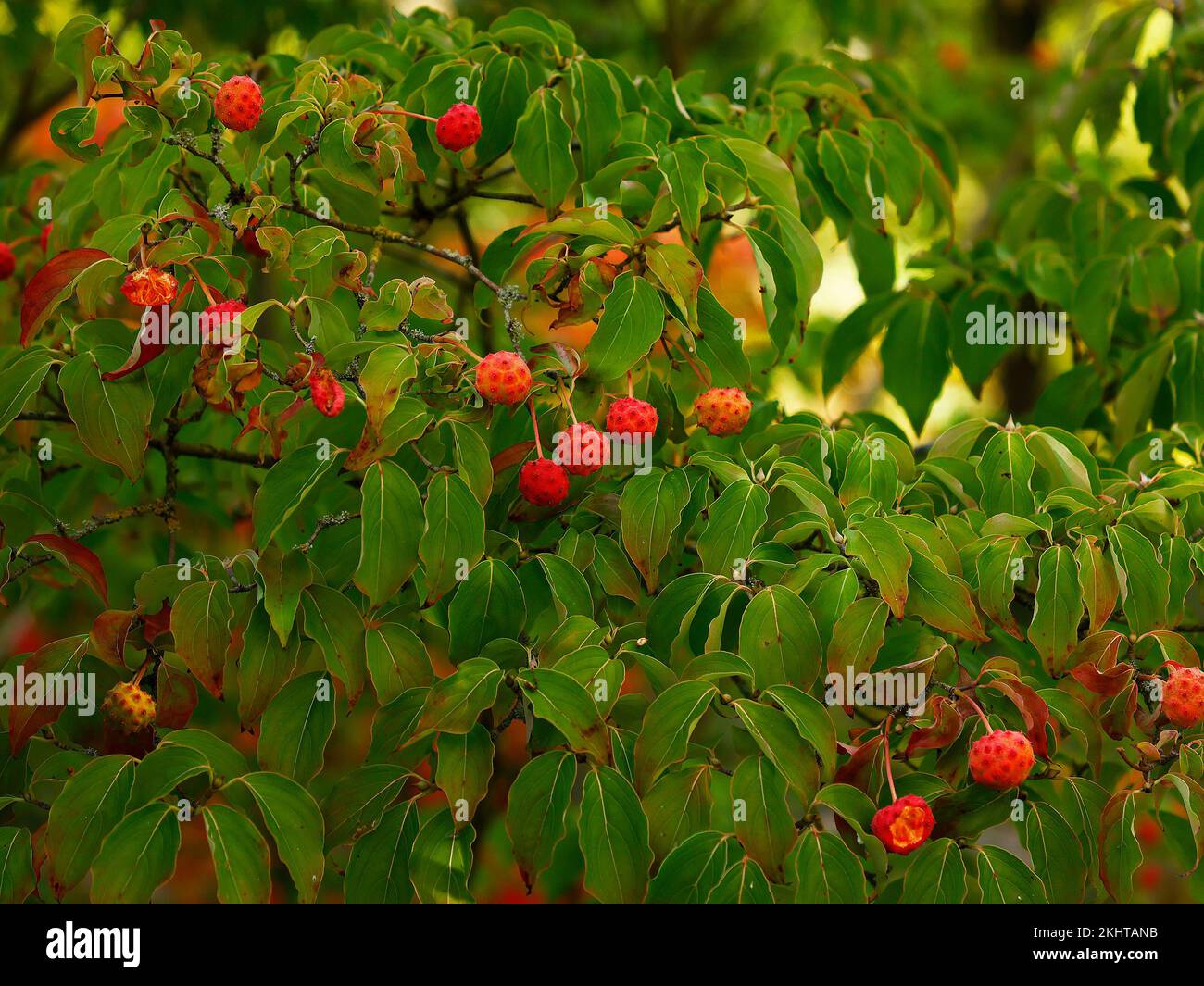 Cornus kousa with seed pods hi-res stock photography and images - Alamy