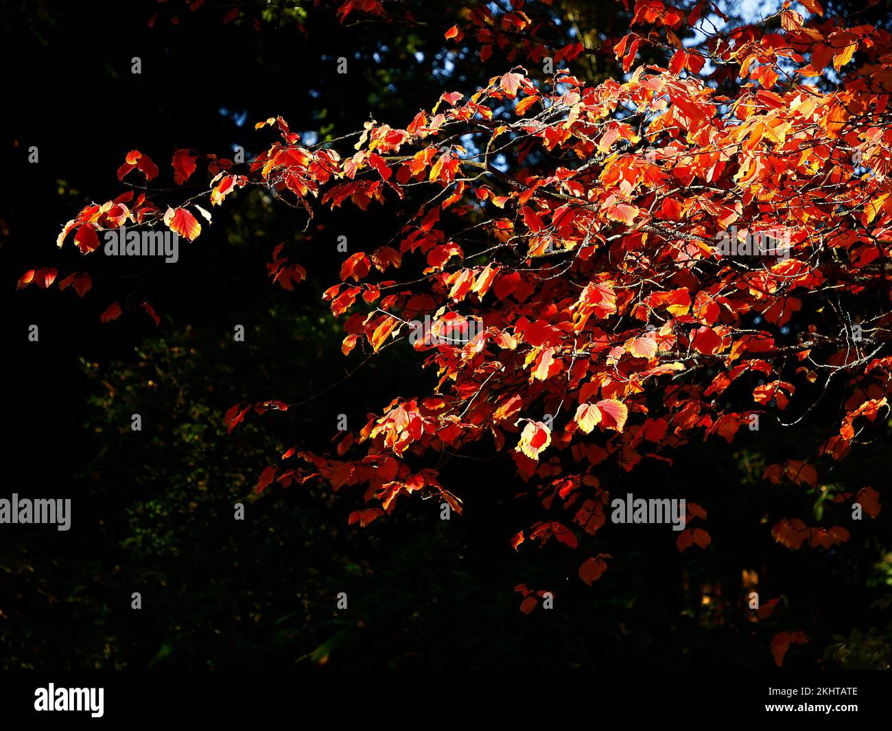 Hamamelis intermedia hiltingbury hi-res stock photography and images ...