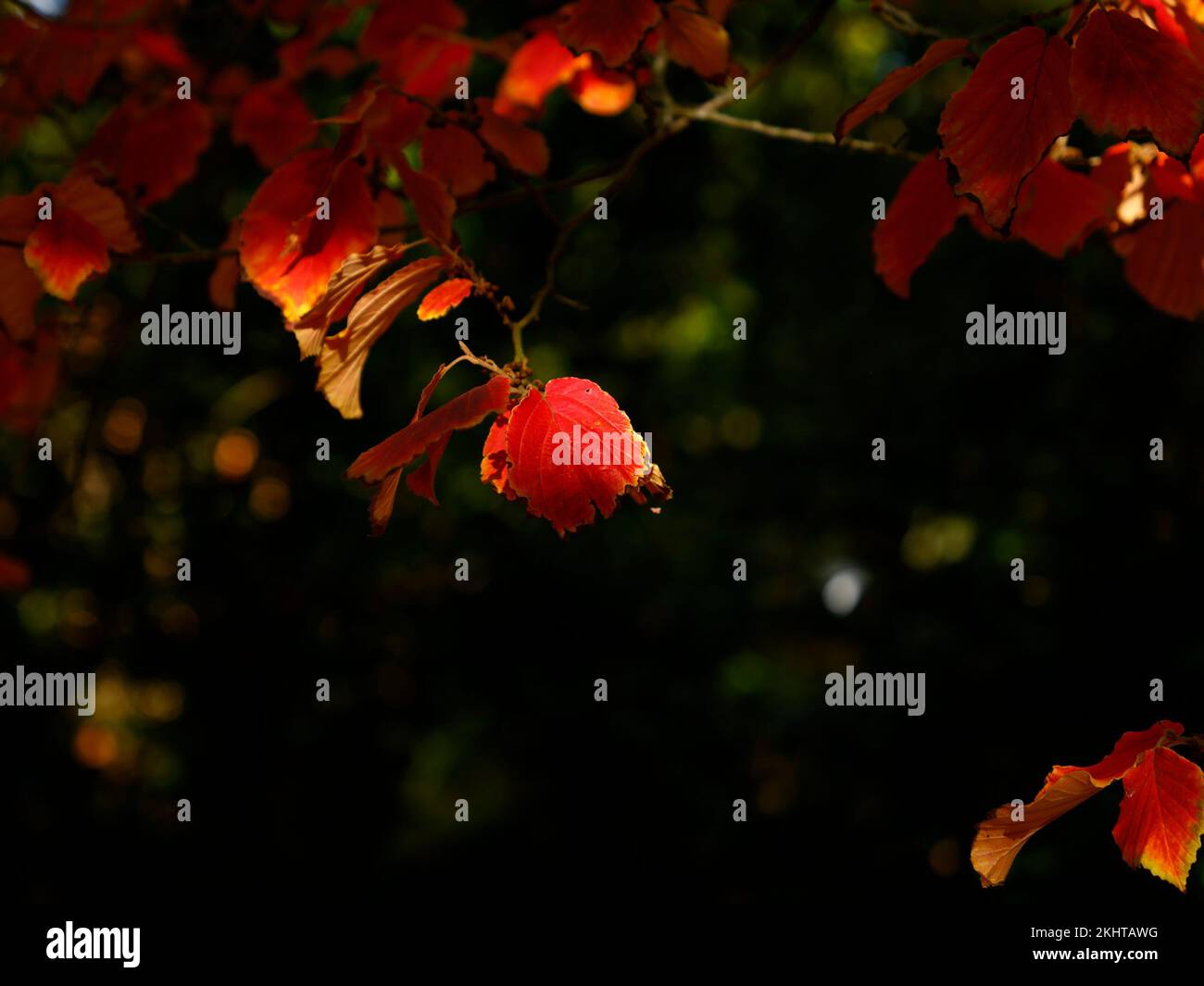 Close up of the red and orange rounded autumn leaves of the garden ...