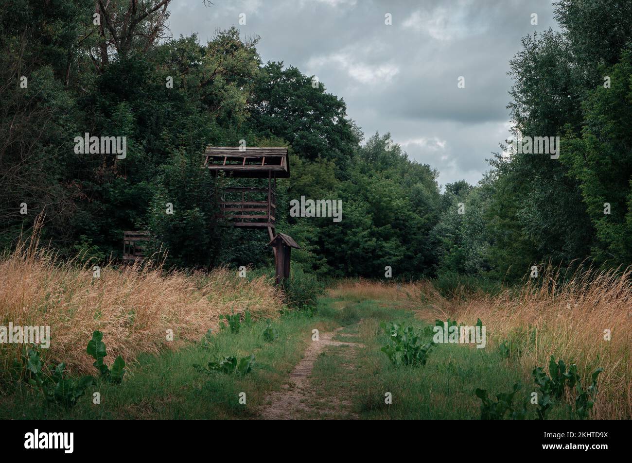 Hunting platform near the road in the forest in Falenty in Poland Stock ...