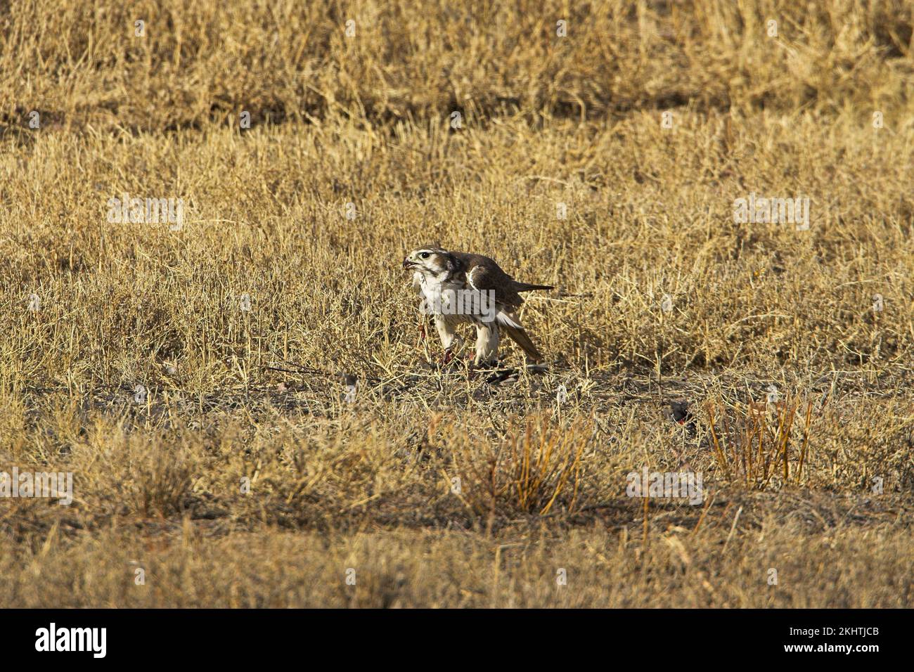 Prairie falcon Falco mexicanus Bosque del Apache National Wildlife ...