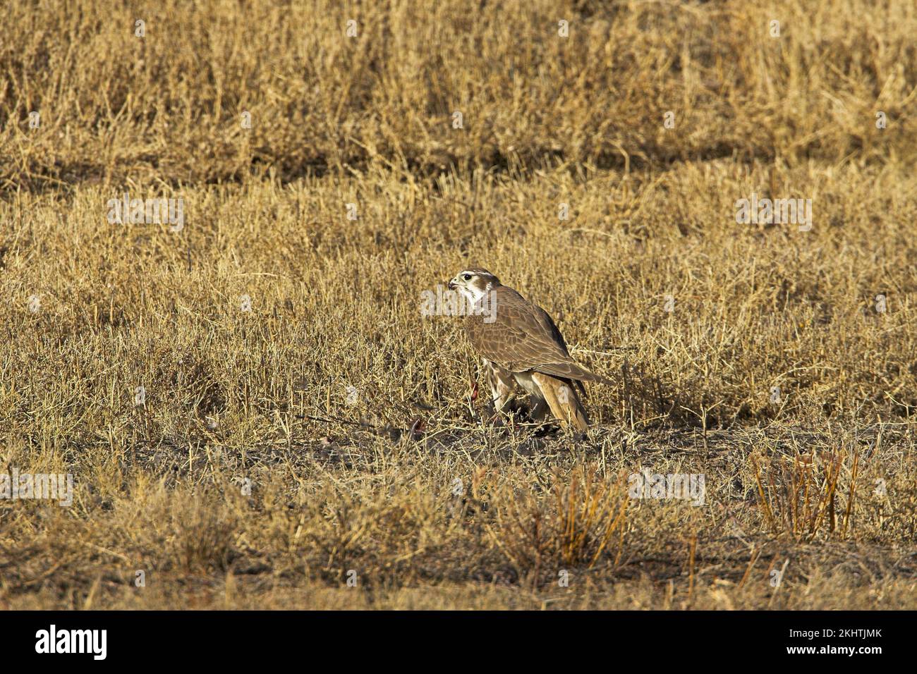 Prairie falcon Falco mexicanus Bosque del Apache National Wildlife ...
