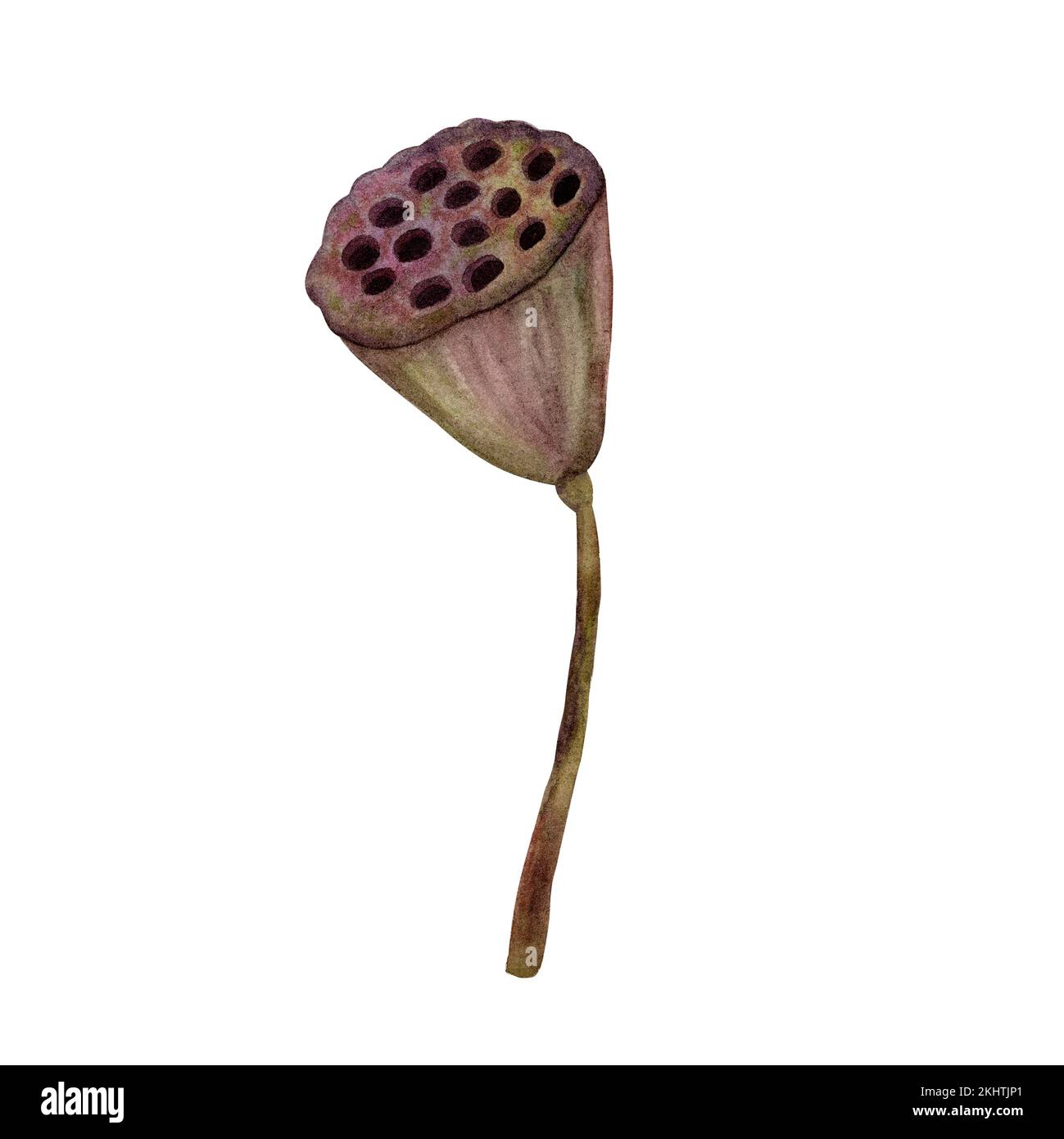 Watercolor painted illustration of dried lotus box with seeds. Art ...