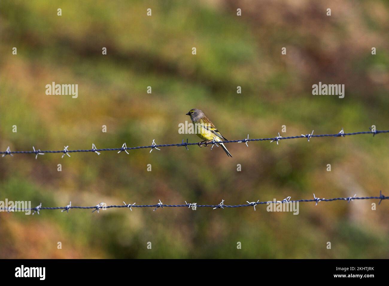 Corsican citril finch Serinus corsicanus male Corsica France Stock ...