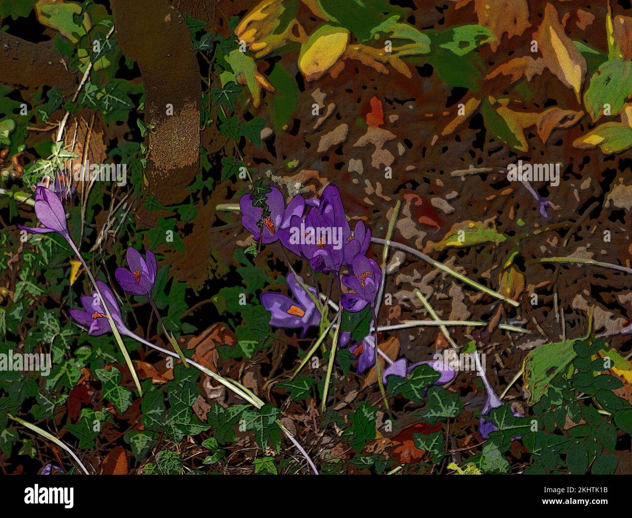 Dwarf fall crocus flower hi-res stock photography and images - Alamy
