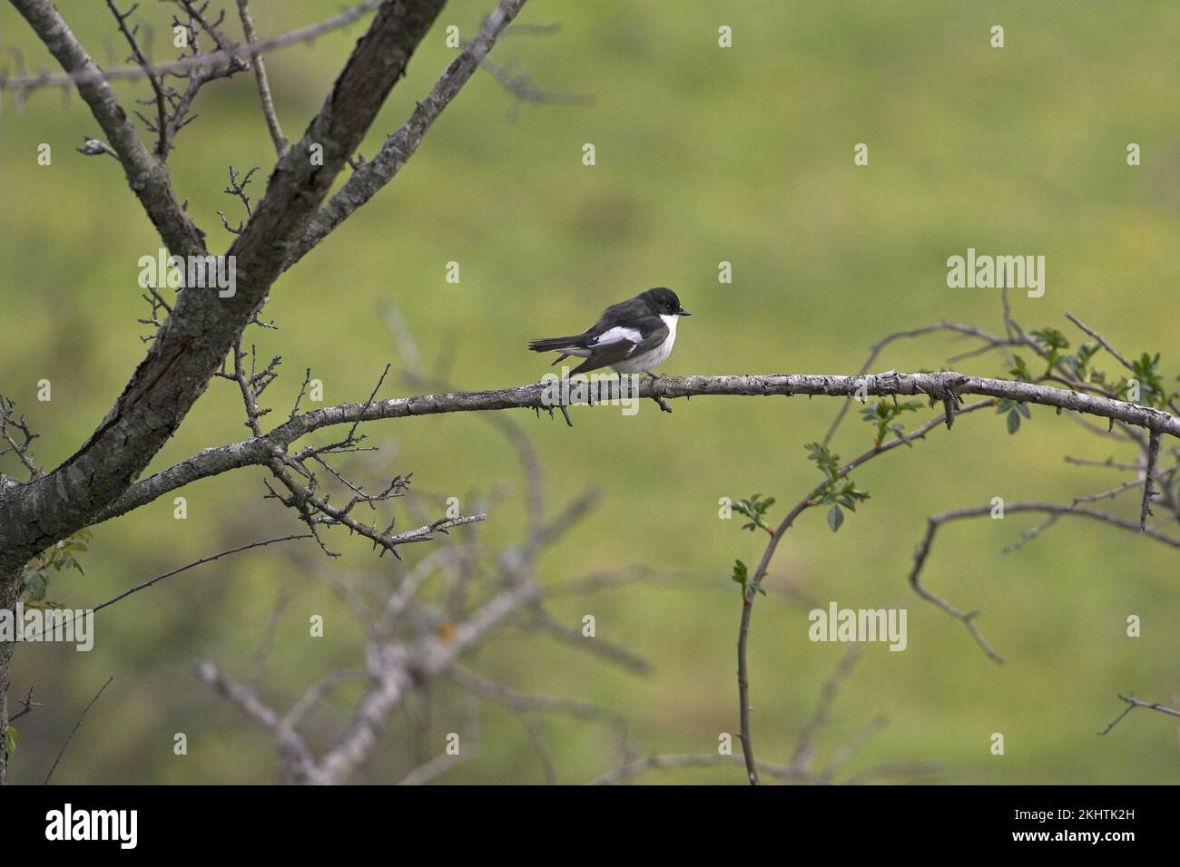 European pied flycatcher Ficedula hypoleuca male on migration ...