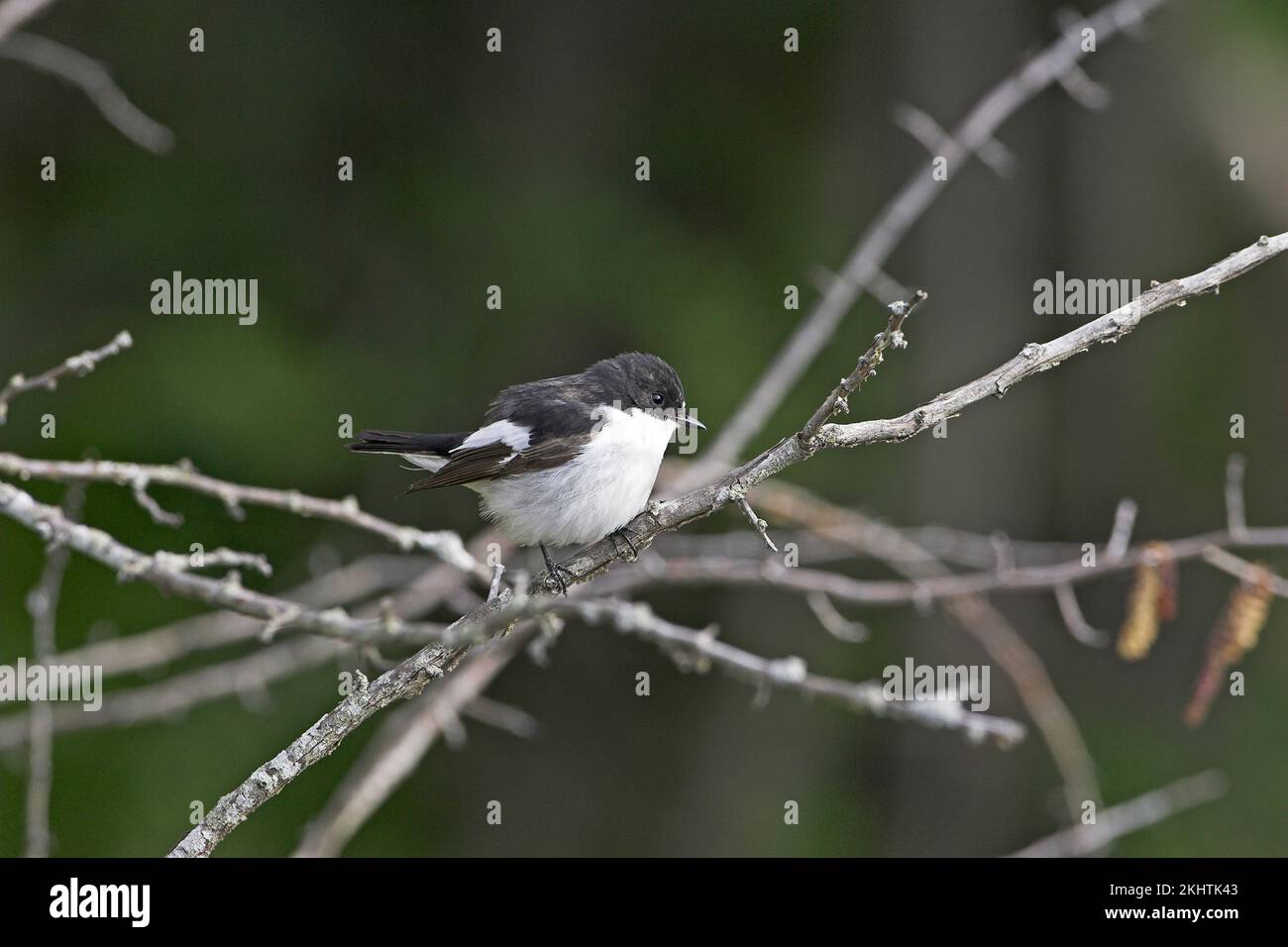 European pied flycatcher Ficedula hypoleuca male on migration ...