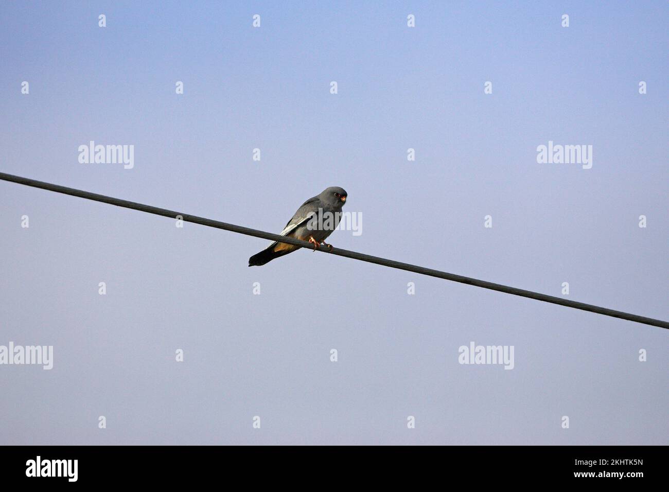 Red-footed falcon Falco vespertinus male Corsica France Stock Photo - Alamy