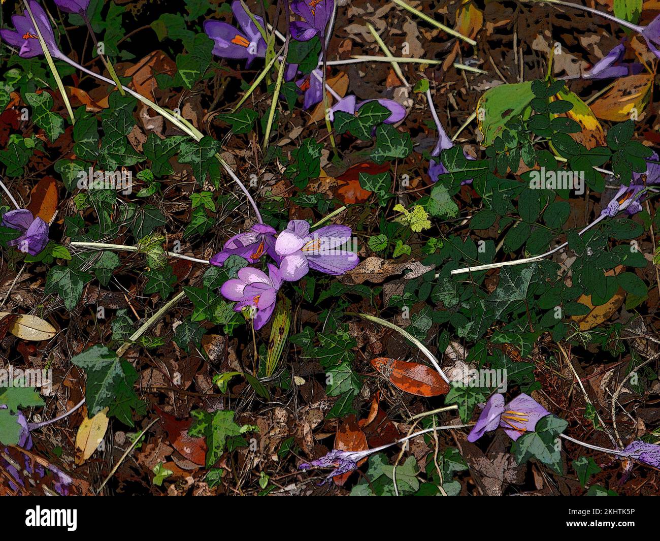 Dwarf fall crocus flower hi-res stock photography and images - Alamy