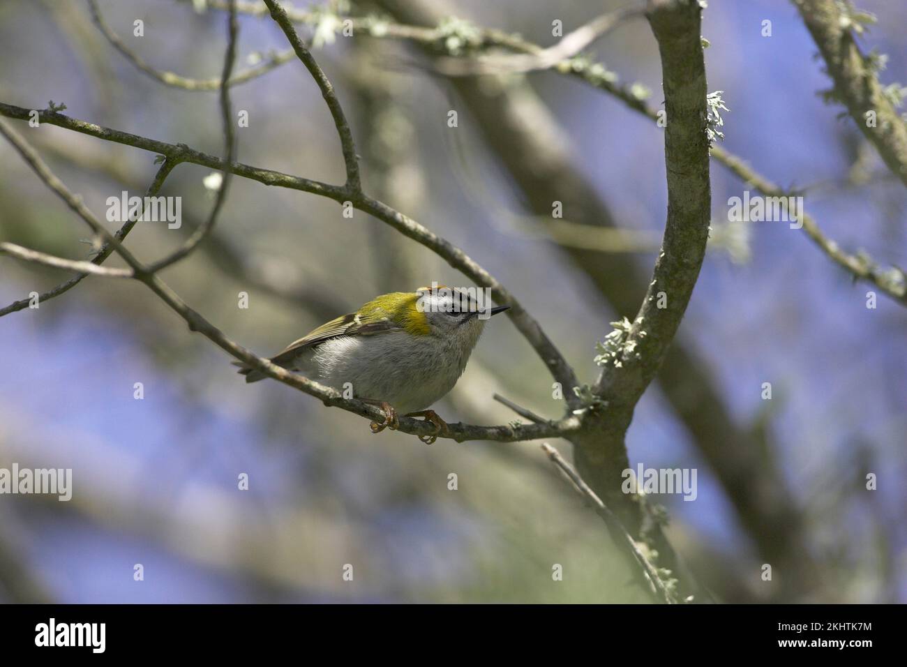 Firecrest Regulus ignicapillus Corsica France Stock Photo - Alamy