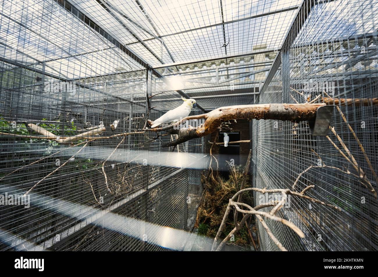 White cockatoo in cage at parrot zoo Stock Photo - Alamy