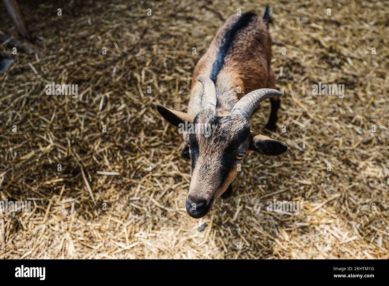 Brown lovely goat at farm look up Stock Photo - Alamy