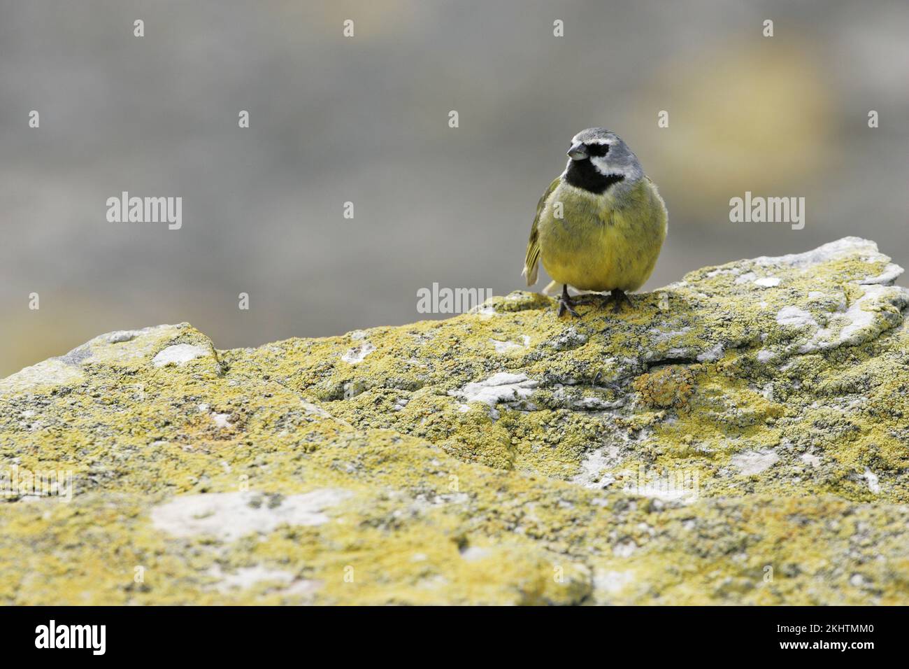 White-bridled finch Melanodera melanodera melanodera male on lichen ...