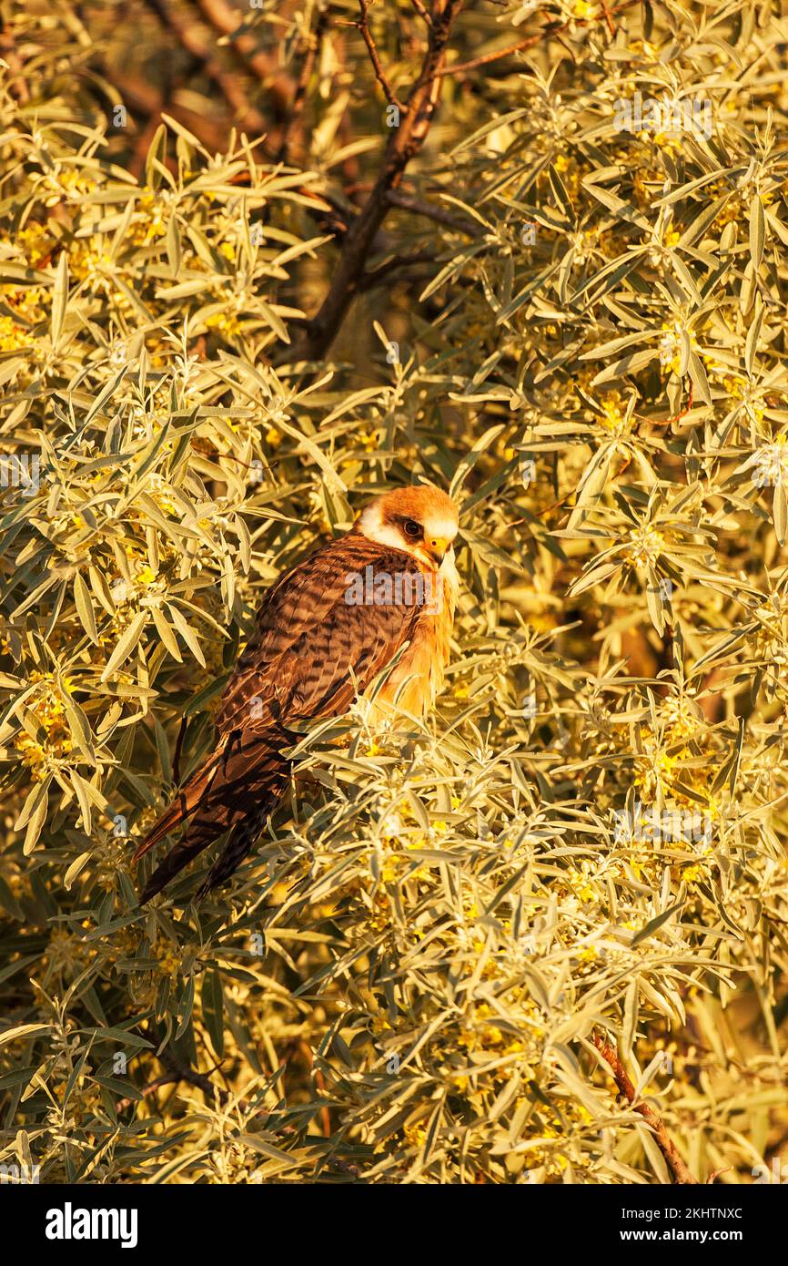Red-footed falcon Falco vespertinus female perched in Phillyrea ...