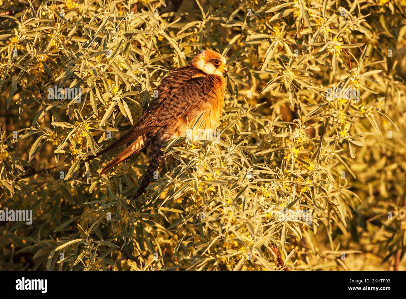 Red-footed falcon Falco vespertinus female perched in Phillyrea ...