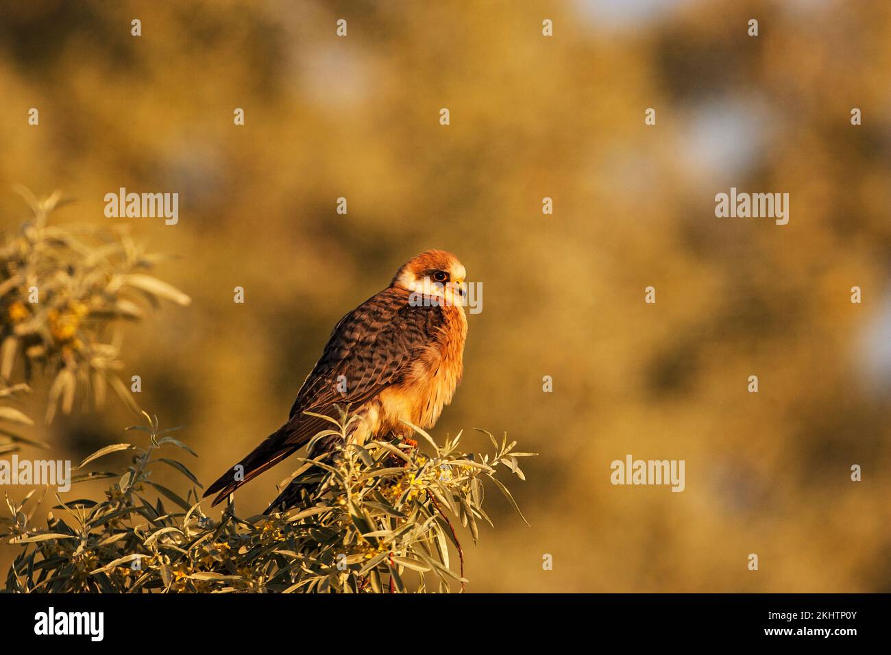 Red-footed falcon Falco vespertinus female perched in Phillyrea ...