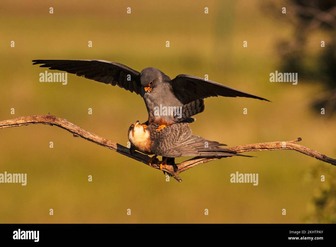 Red-footed falcon Falco vespertinus pair mating near Tiszaalpar ...