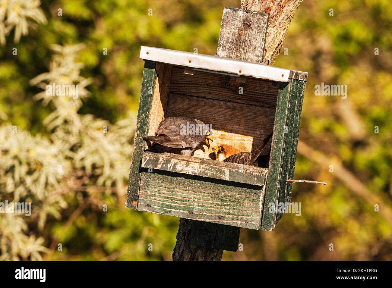 Red-footed falcon Falco vespertinus pair in nest box near Tiszaalpar ...