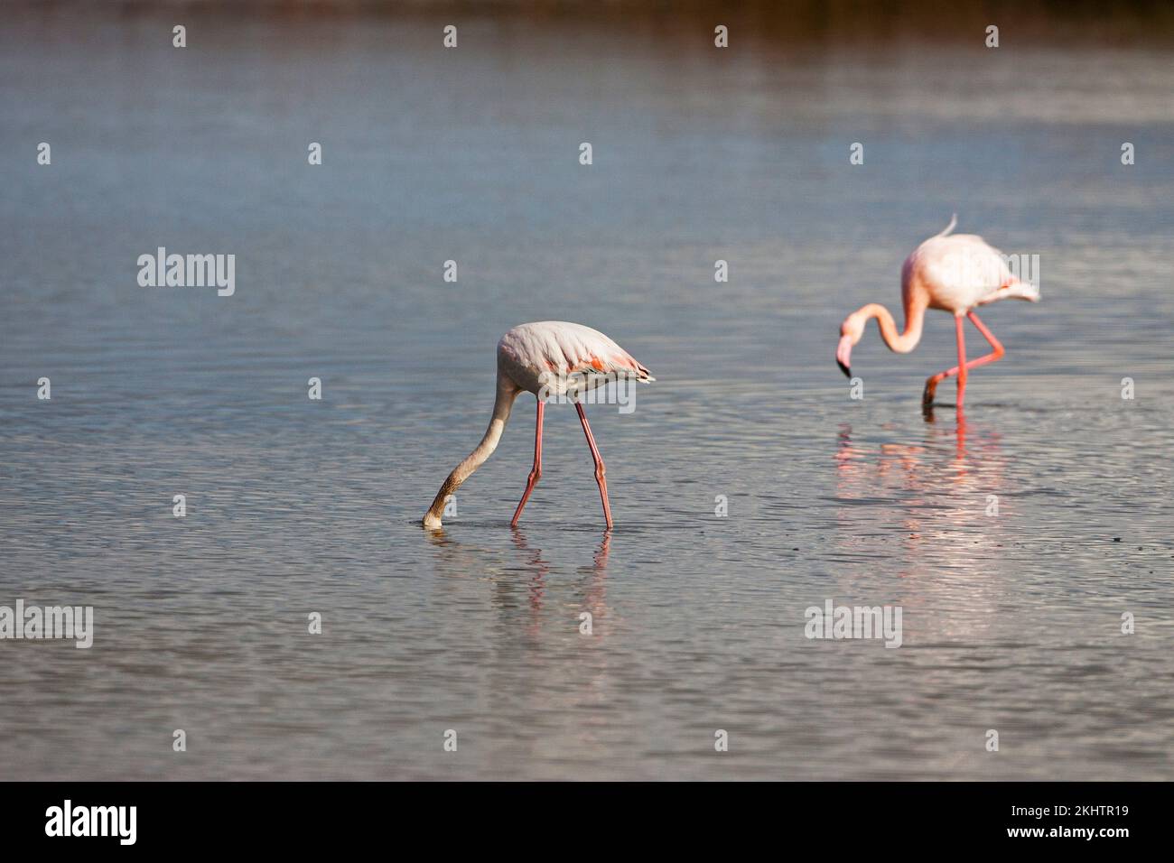 Greater flamingo Phoenicopterus ruber Reserve des Imperiaux Regional ...