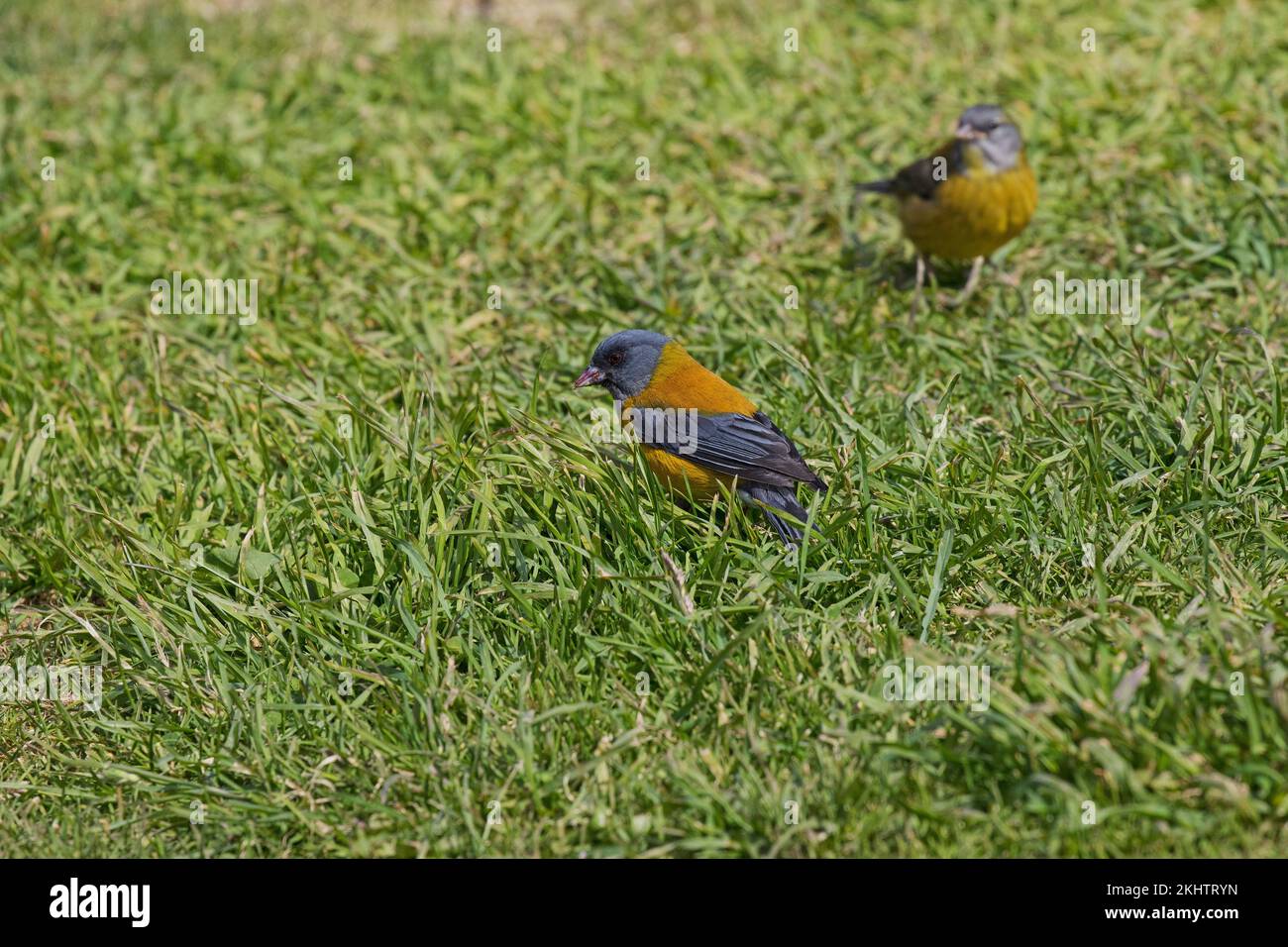 Grey-hooded sierra finch Phrygilus gayi on grassland Torres del Paine ...