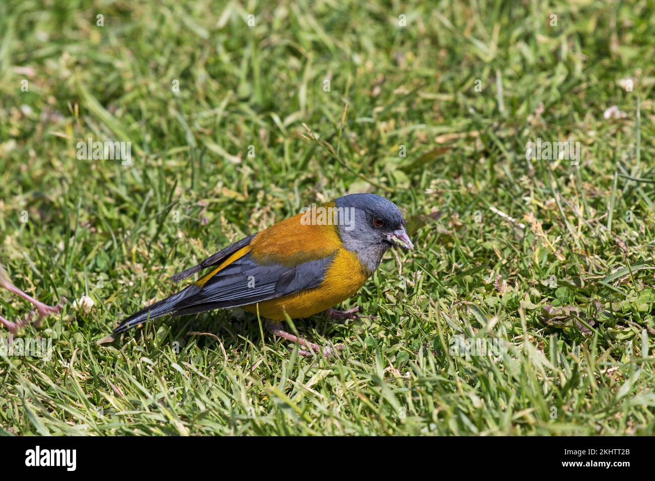 Sierra torres del paine hi-res stock photography and images - Alamy