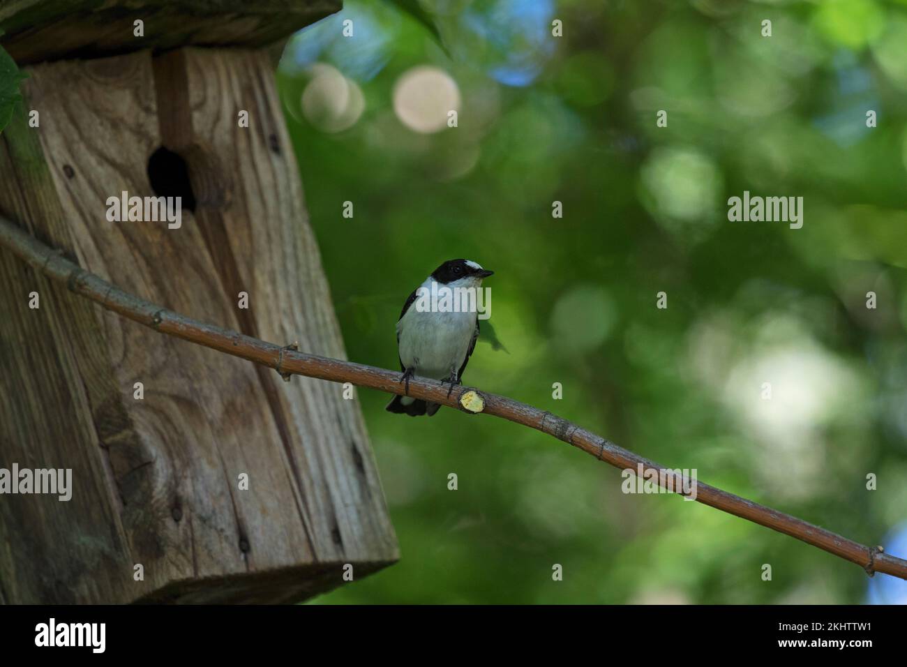 Collared flycatcher Ficedula albicollis male beside the nest box near ...