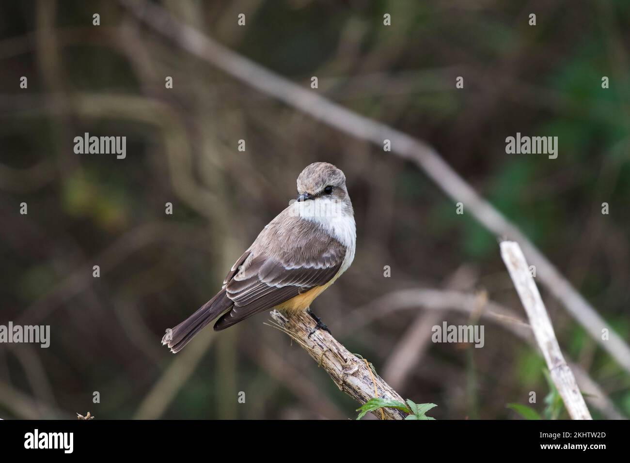 Vermillion flycatcher Pyrocephalus rubinus female perched on dead ...