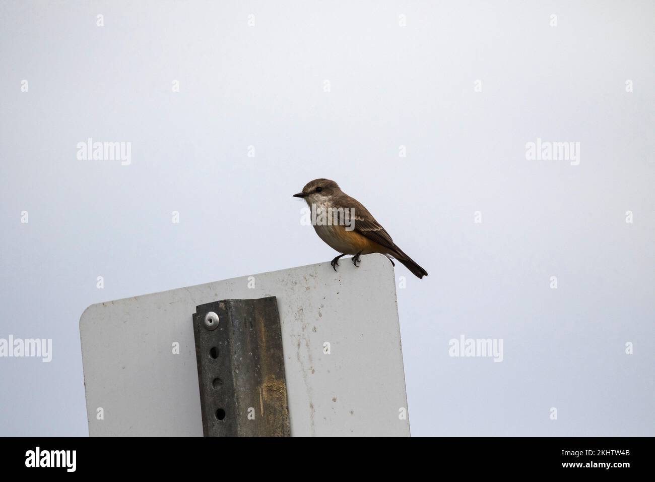 Vermillion flycatcher Pyrocephalus rubinus perched on a notice board ...