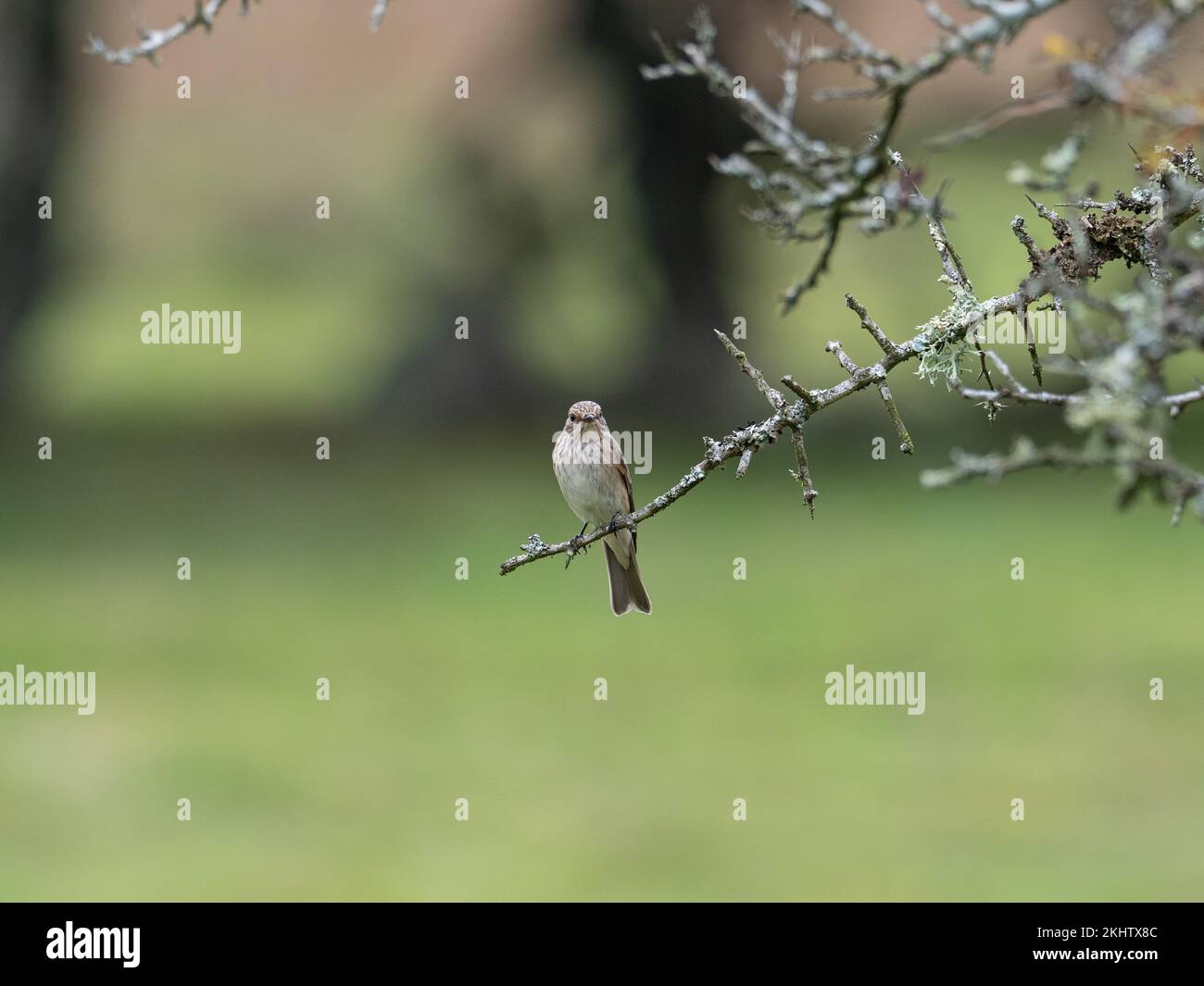 Spotted flycatcher Muscicapa straita perched in Hawthorn Crataegus ...