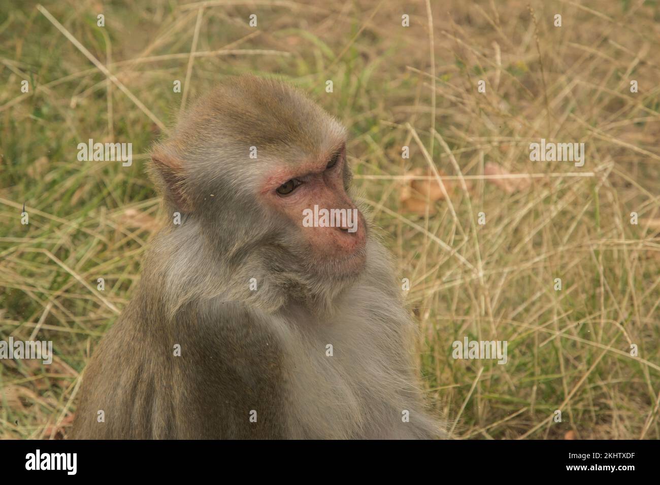 Female baboon head portrait closeup in zoo park Stock Photo - Alamy
