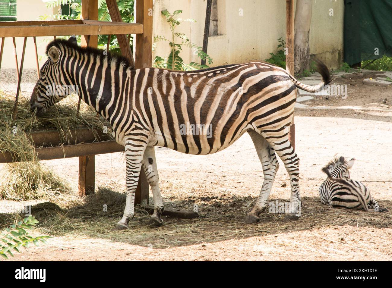 Female zebra with her cub in zoo closeup Stock Photo - Alamy