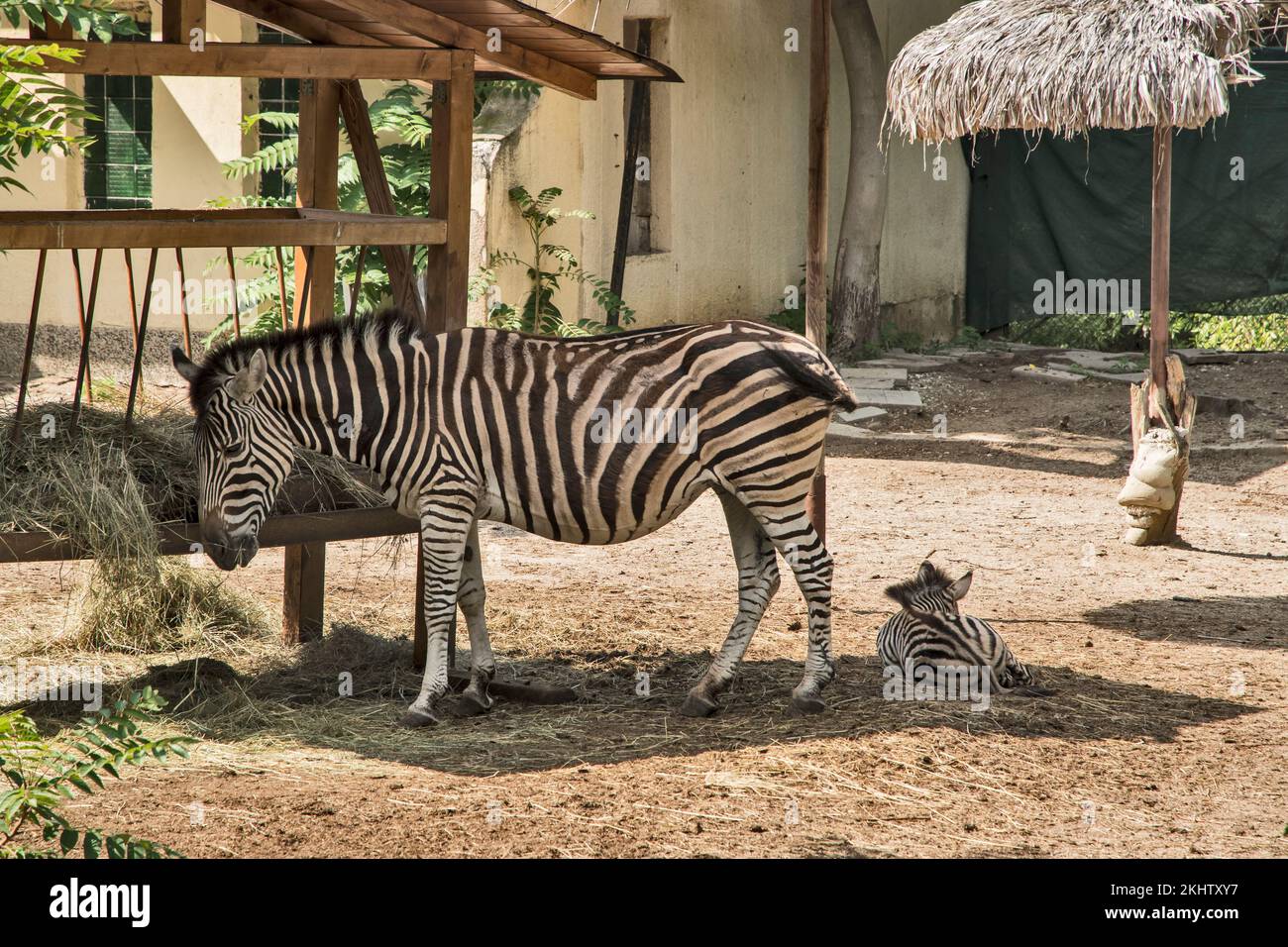 Female zebra with her cub in zoo closeup Stock Photo - Alamy
