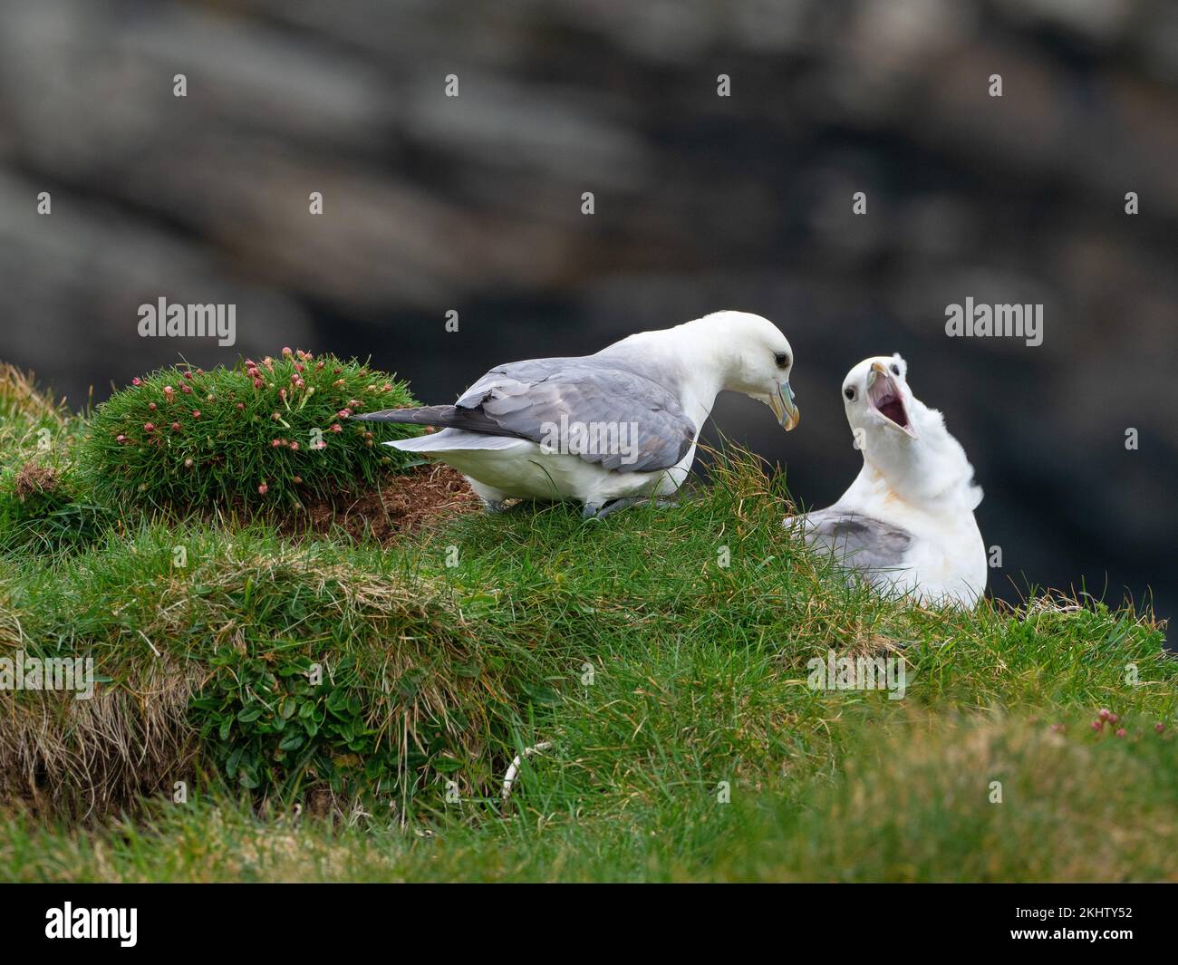Northern fulmar Fulmarus glacialis displaying at breeding cliffs, Butt ...