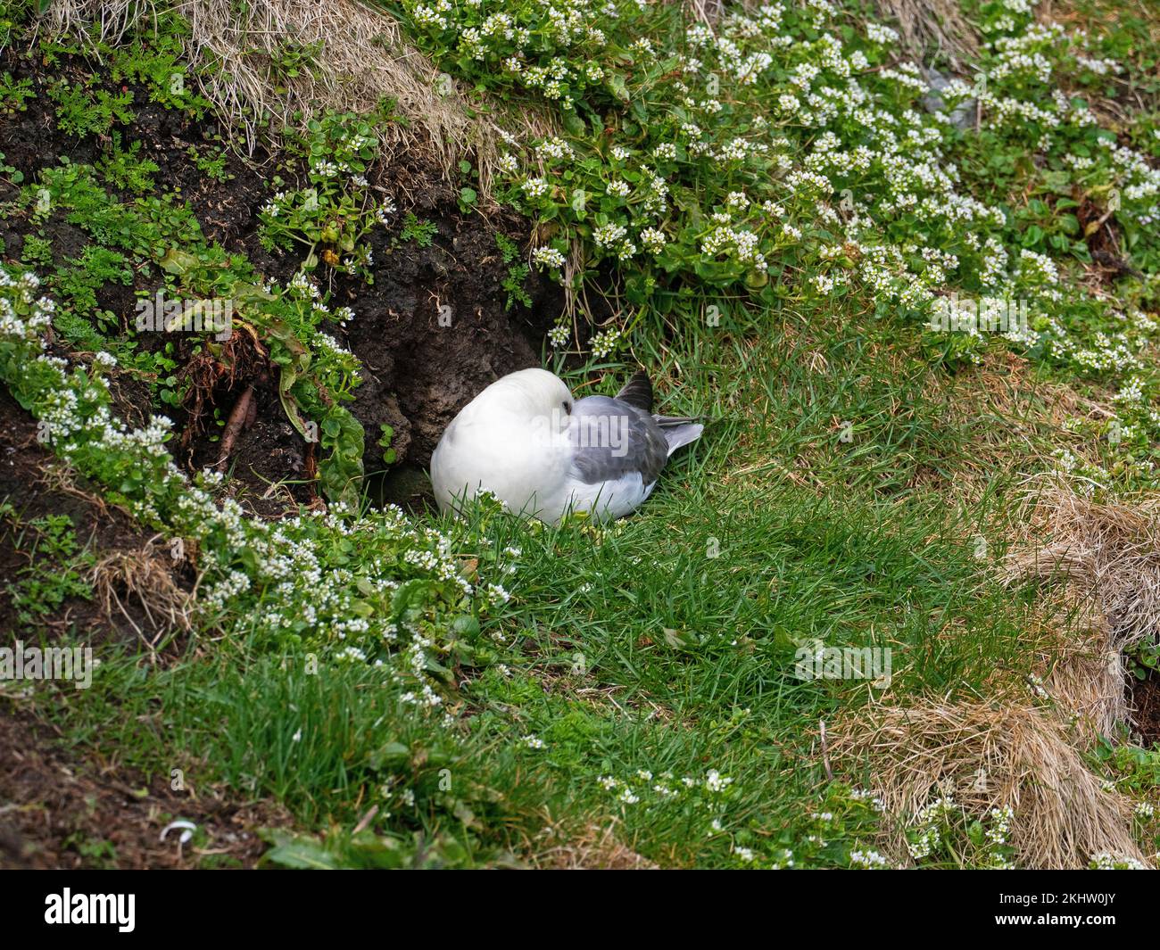 Northern fulmar Fulmarus glacialis at breeding cliffs amongst Common ...