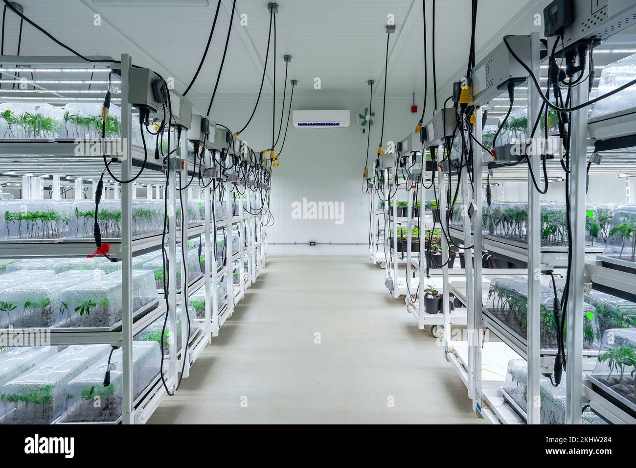 A rack of legal cannabis clones awaits transplant Stock Photo - Alamy