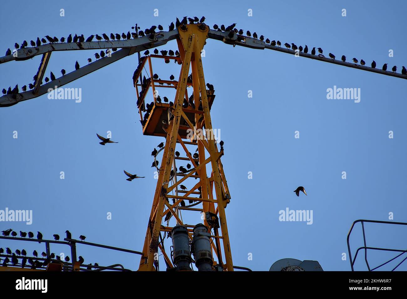 Starlings are seen on a large construction crane in Marseille. (Photo ...