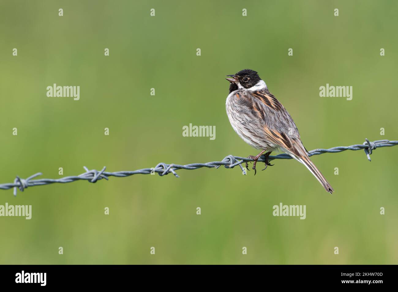Male common reed bunting (Emberiza schoeniclus) perched on a wire in ...