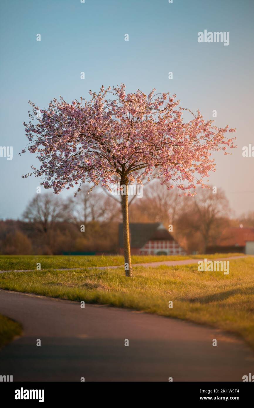 A vertical of a cherry blossom tree Stock Photo - Alamy