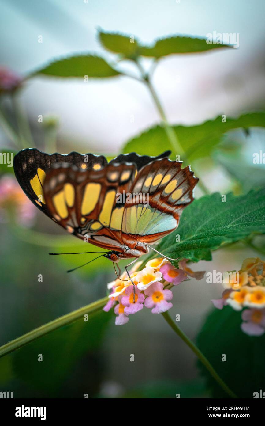 A closeup of a malachite butterfly on a flower Stock Photo - Alamy