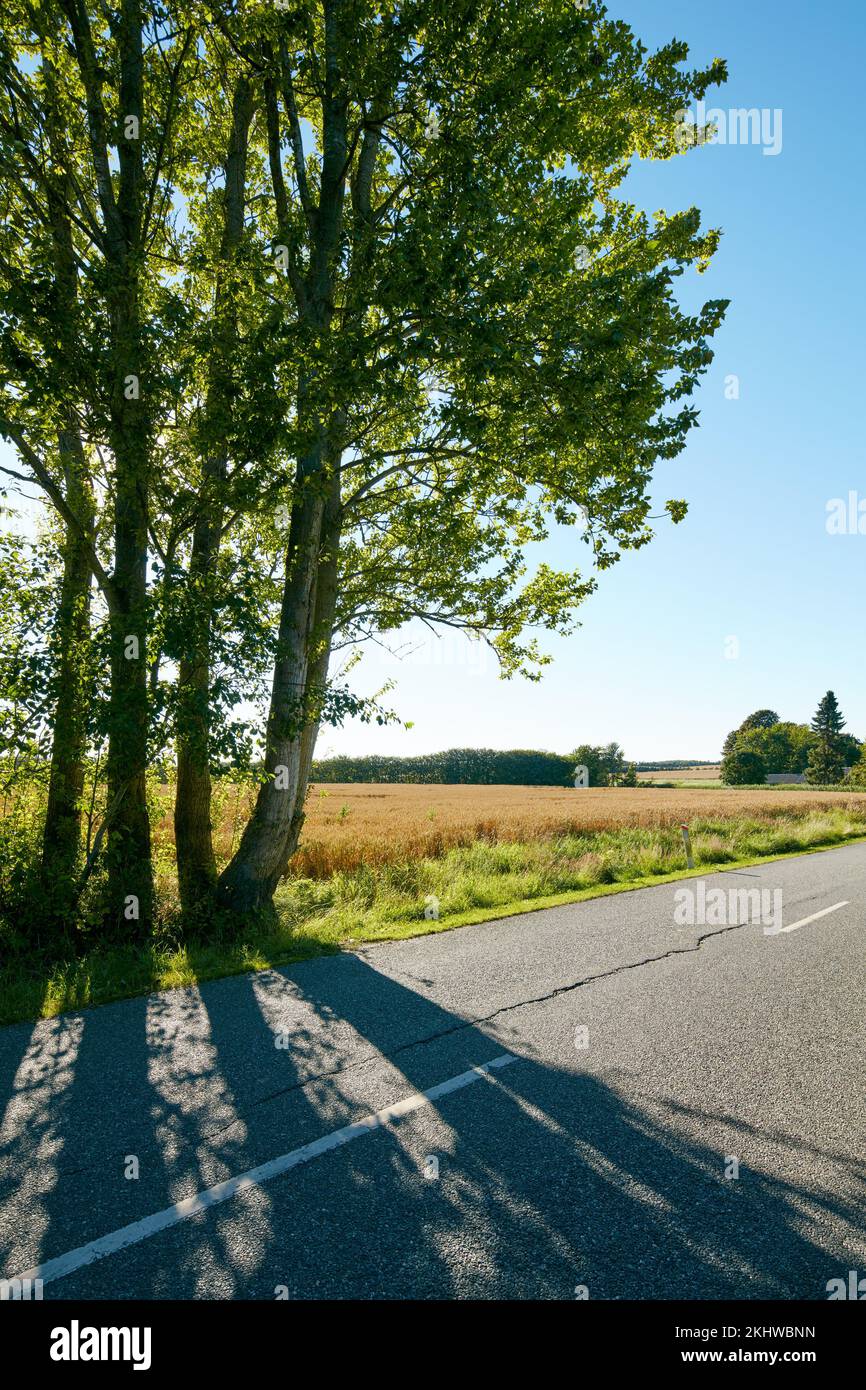 Tree, asphalt road and countryside highway with nature landscape for ...