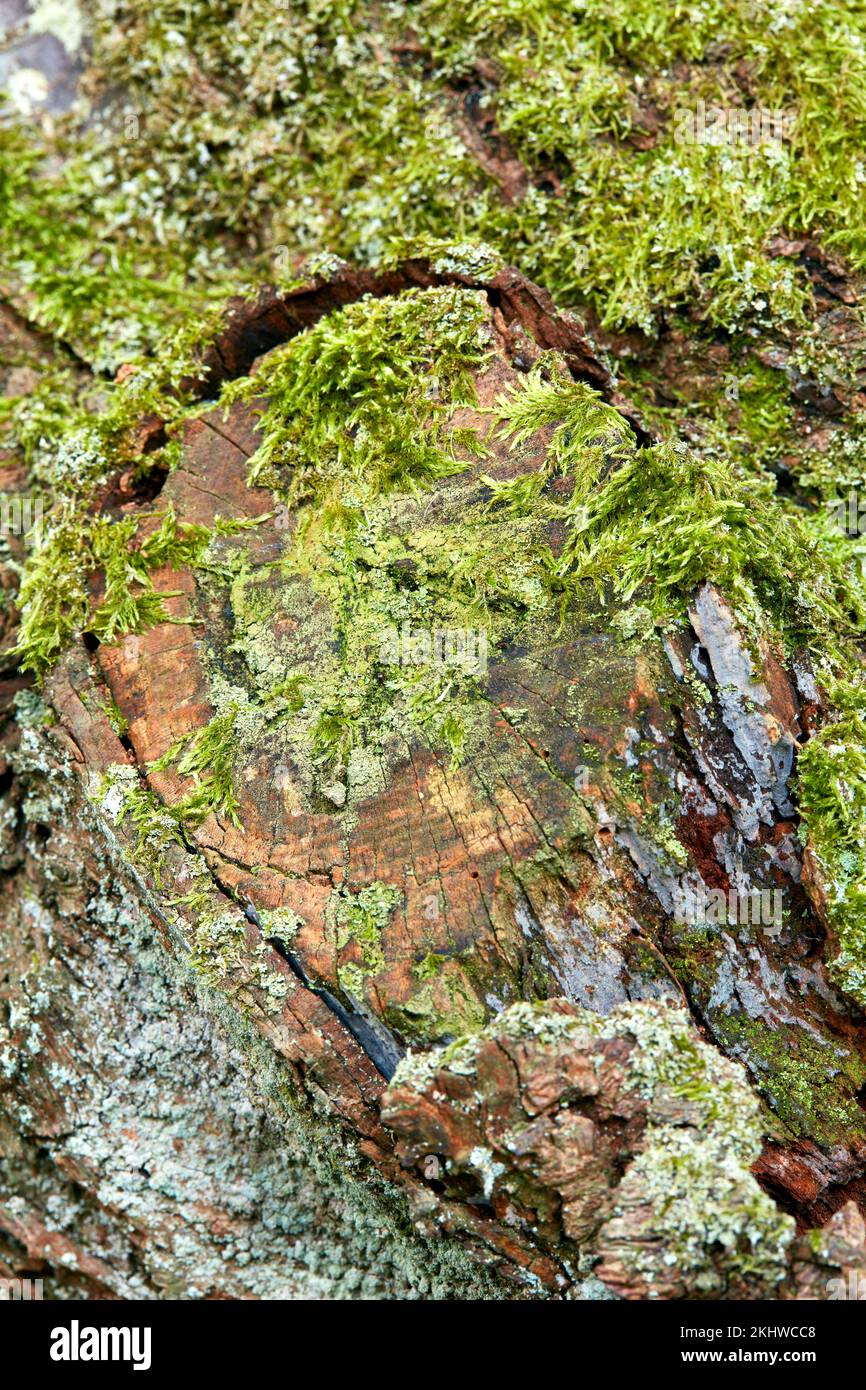 Tree, green and moss with environment and nature landscape, forest with ...